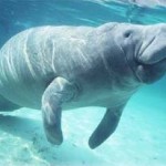 Animales acuáticos