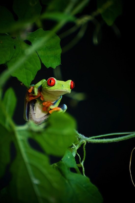 rana ojos rojos – Wikifaunia, tu enciclopedia de animales