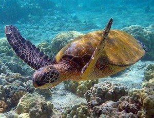 Tortuga verde – Wikifaunia, tu enciclopedia de animales