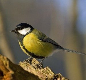 Carbonero común – Wikifaunia, tu enciclopedia de animales