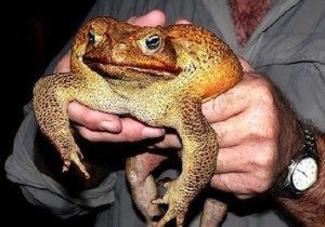 Sapo gigante o marino – Wikifaunia, tu enciclopedia de animales