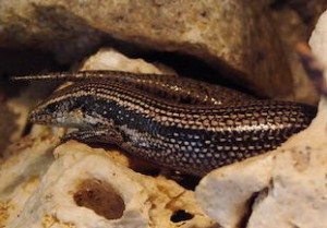 Lisa dorada – Wikifaunia, tu enciclopedia de animales