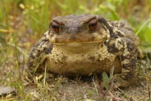 Sapo común – Wikifaunia, tu enciclopedia de animales