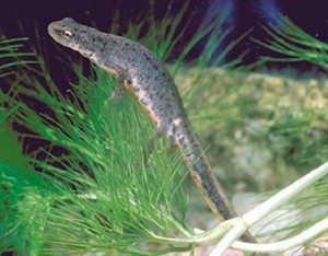 Tritón ibérico – Wikifaunia, tu enciclopedia de animales