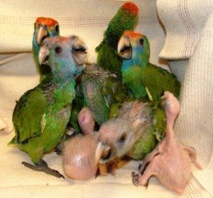 Loro cariamarillo – Página 11 – Wikifaunia, tu enciclopedia de animales