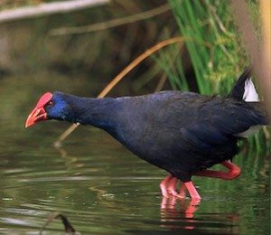 Calamón común – Wikifaunia, tu enciclopedia de animales