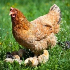 Gallina – Wikifaunia, tu enciclopedia de animales