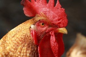 Gallo – Wikifaunia, tu enciclopedia de animales