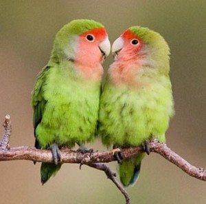 Inseparable de Namibia – Wikifaunia, tu enciclopedia de animales