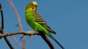 Periquito común o australiano