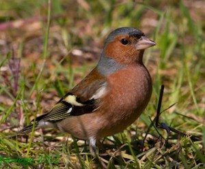 Pinzón – Wikifaunia, tu enciclopedia de animales