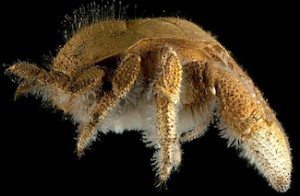 Cangrejo Yeti – Wikifaunia, tu enciclopedia de animales