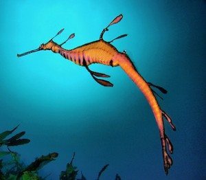 Dragón de mar – Wikifaunia, tu enciclopedia de animales