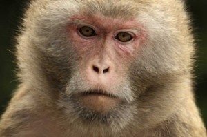 Macaco Rhesus
