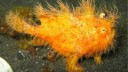 Pez sapo peludo – Wikifaunia, tu enciclopedia de animales