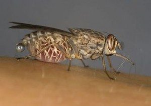 Mosca Tse-Tse – Wikifaunia, tu enciclopedia de animales