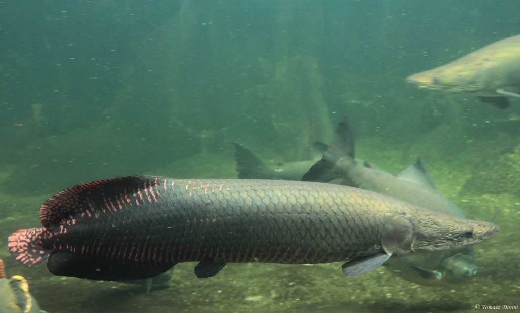 El Arapaima – Wikifaunia, tu enciclopedia de animales