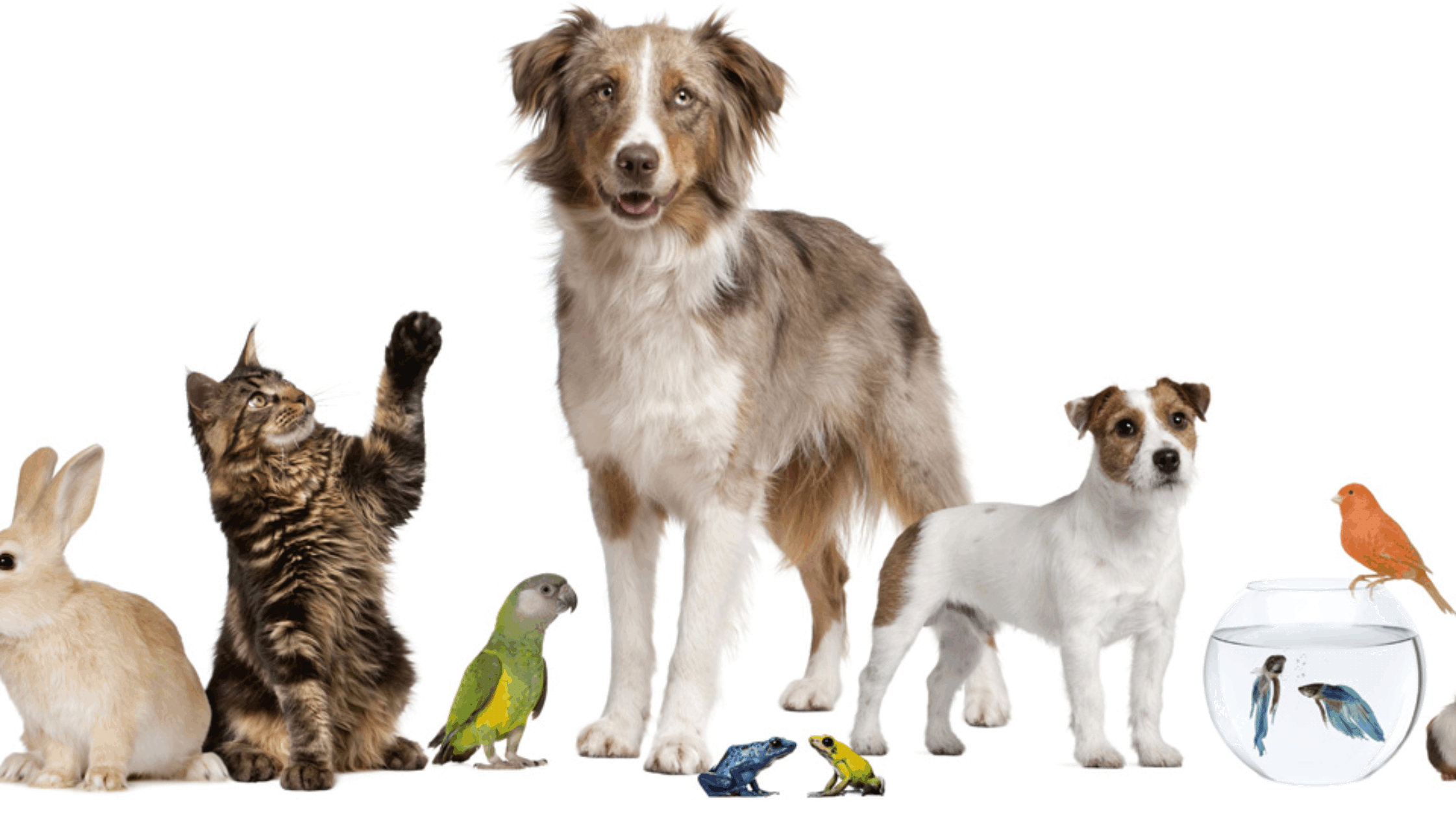 Pros Y Contras De Tener Una Mascota Wikifaunia Tu Enciclopedia De Pros Y Contras De Tener Una Mascota Wikifaunia Tu Enciclopedia De