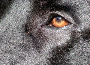 Ceguera en perros – Wikifaunia, tu enciclopedia de animales