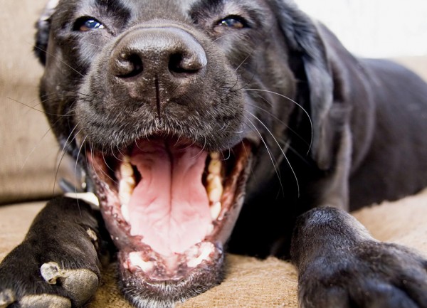 Halitosis en los perros – Wikifaunia, tu enciclopedia de animales