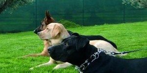 Como enseñar a un perro la orden «Quieto» – Wikifaunia, tu enciclopedia ...