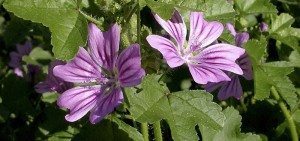 Malva