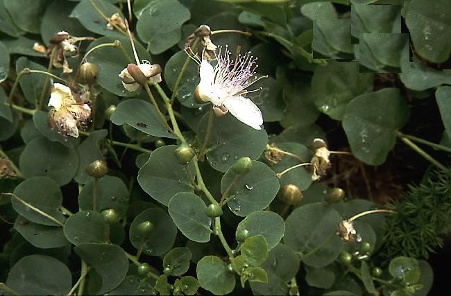 Alcaparra – Wikifaunia, tu enciclopedia de animales