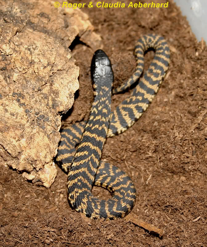 Hemachatus haemachatus – Wikifaunia, tu enciclopedia de animales