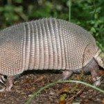 Mamíferos