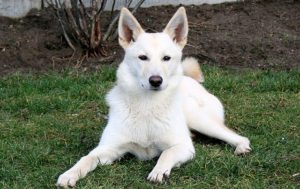 Perro de Canaán – Wikifaunia, tu enciclopedia de animales