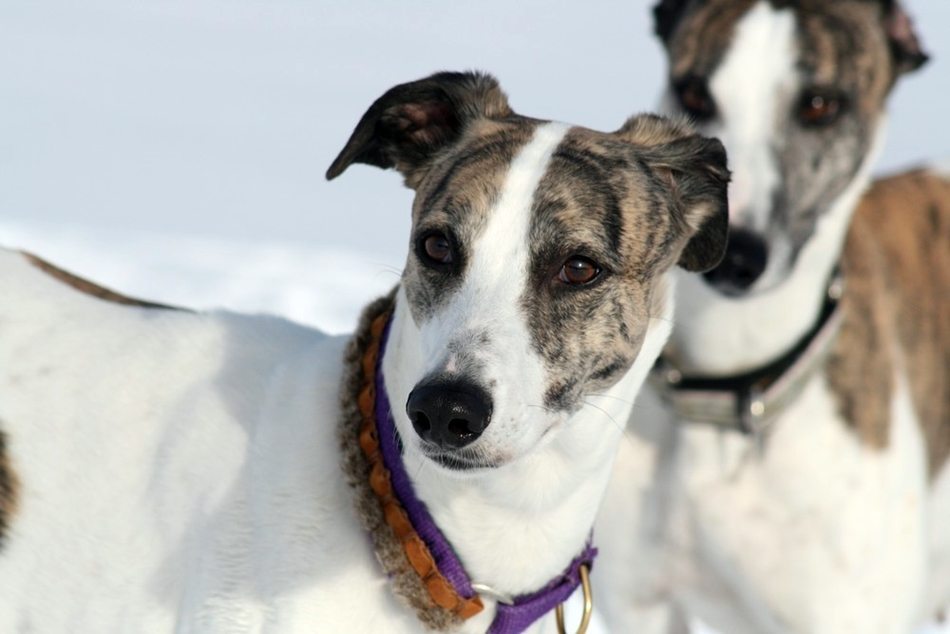 Lebrel Húngaro – Wikifaunia, tu enciclopedia de animales