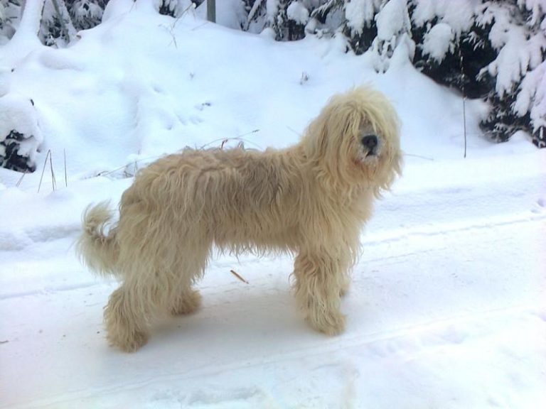 Perro Pastor de Rusia Meridional – Wikifaunia, tu enciclopedia de animales