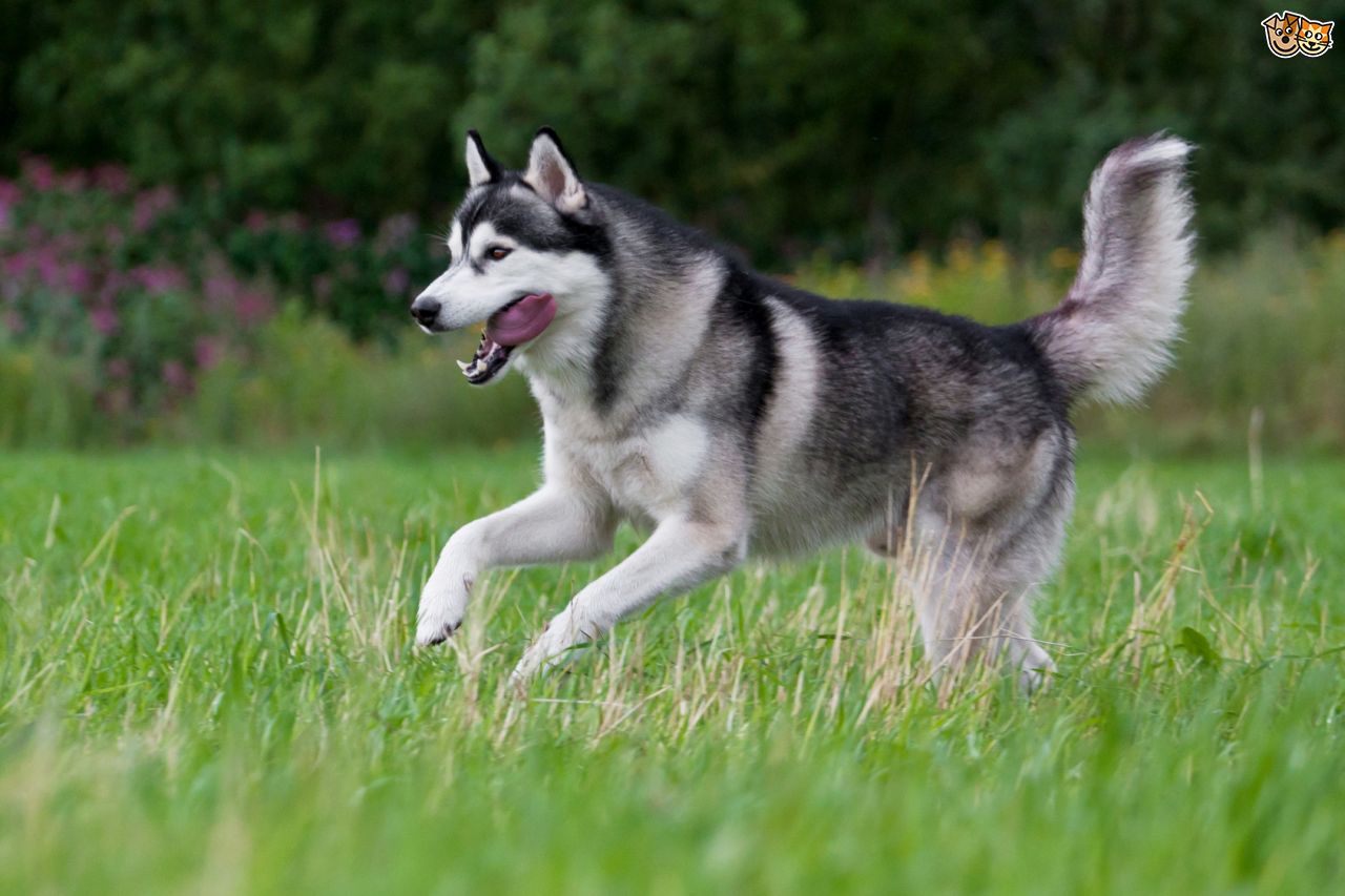 Jamthund – Wikifaunia, tu enciclopedia de animales