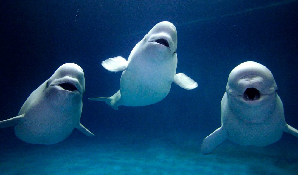 Ballena Beluga – Wikifaunia, tu enciclopedia de animales