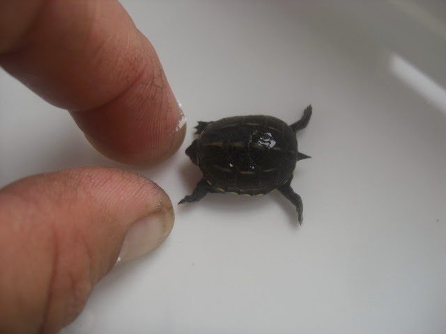 Tortuga estriada del fango – Wikifaunia, tu enciclopedia de animales