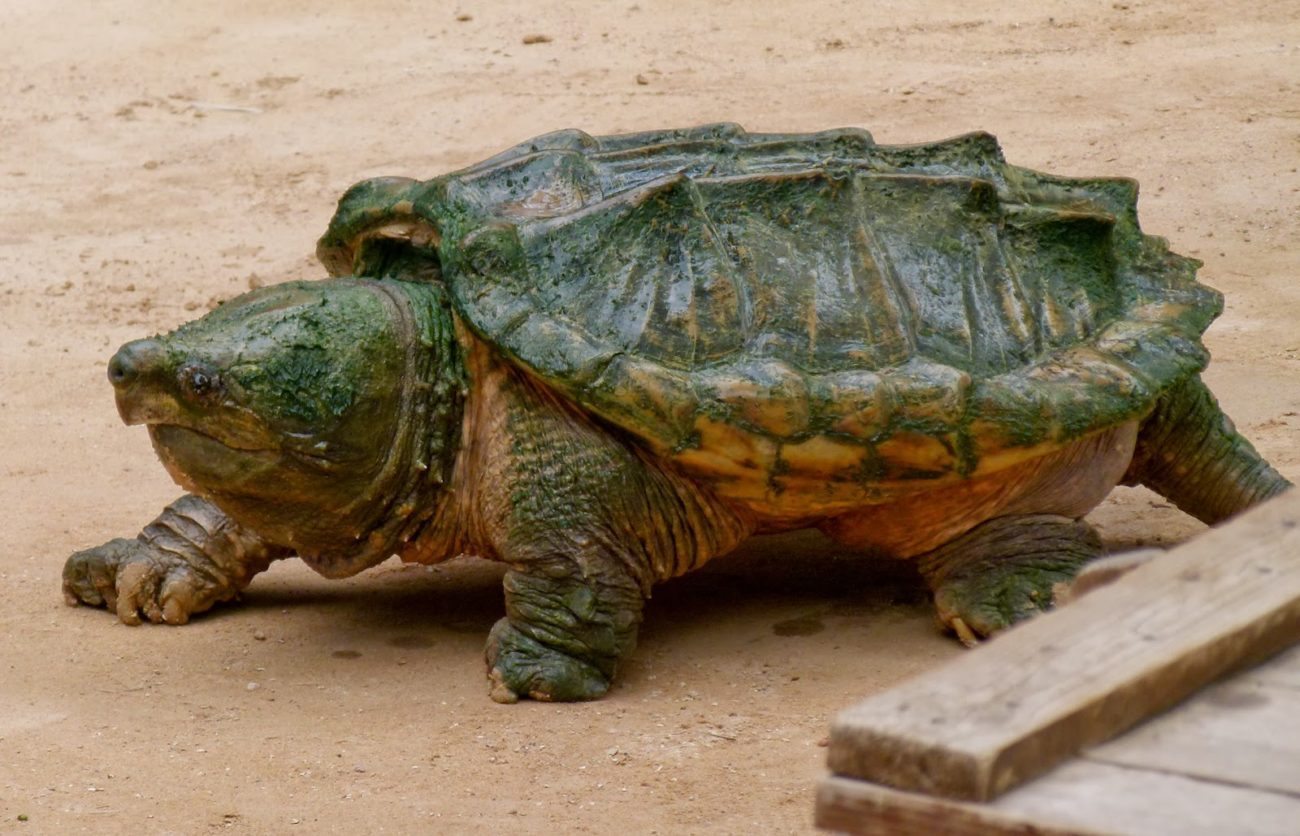 Tortuga aligátor – Wikifaunia, tu enciclopedia de animales