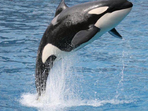 Ballenas Minke – Wikifaunia, tu enciclopedia de animales