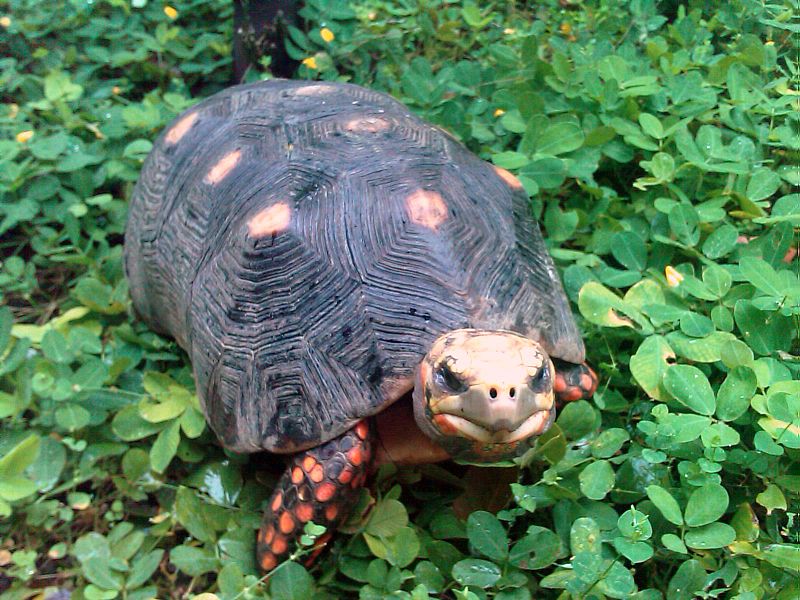 Tortuga Morrocoy – Wikifaunia, tu enciclopedia de animales