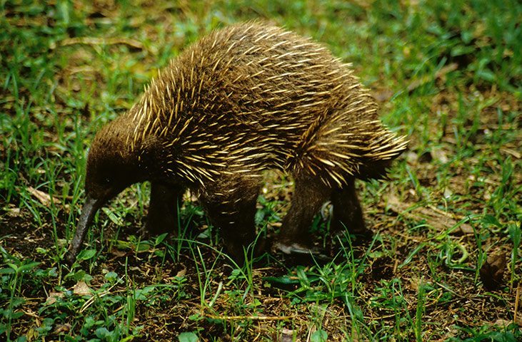 Equidna – Wikifaunia, tu enciclopedia de animales