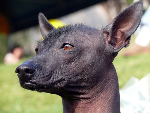 Perro sin pelo de México – Wikifaunia, tu enciclopedia de animales