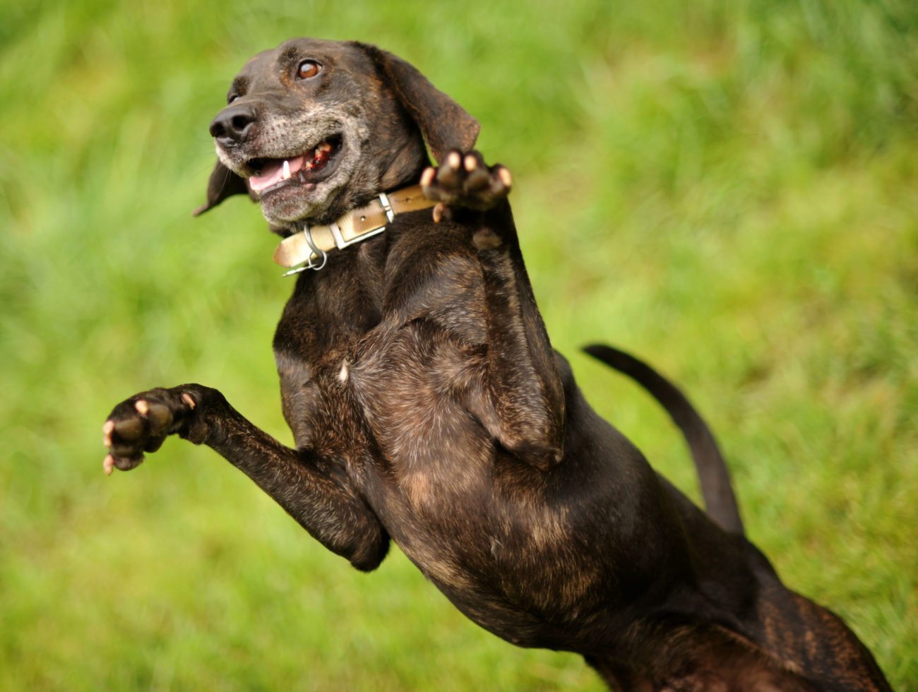 Plott Hound – Wikifaunia, tu enciclopedia de animales