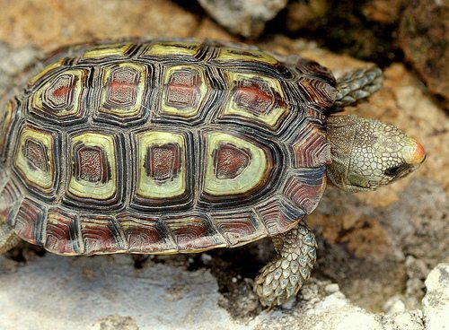 Tortuga de El cabo – Wikifaunia, tu enciclopedia de animales
