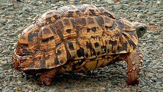 Tortuga articulada de sabana – Wikifaunia, tu enciclopedia de animales
