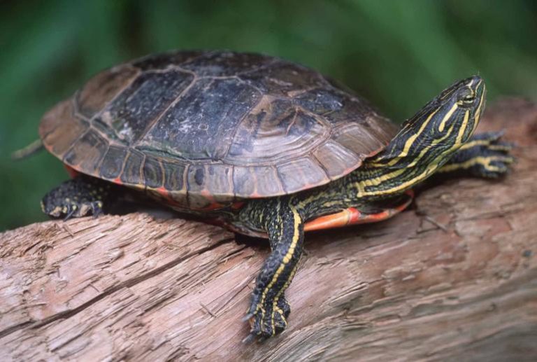 Tortuga pintada – Wikifaunia, tu enciclopedia de animales