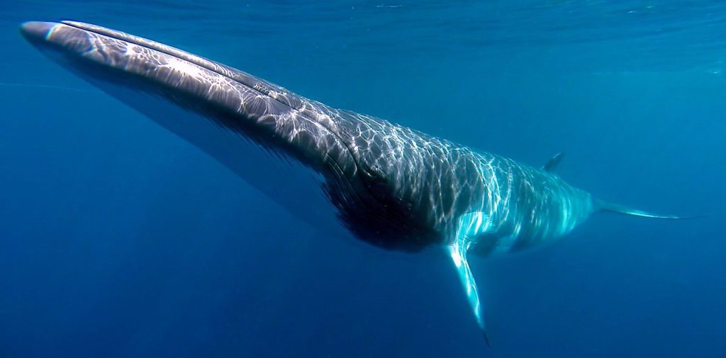 Ballenas Minke – Wikifaunia, tu enciclopedia de animales