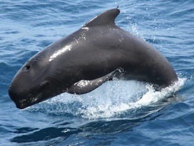 Ballena piloto – Wikifaunia, tu enciclopedia de animales