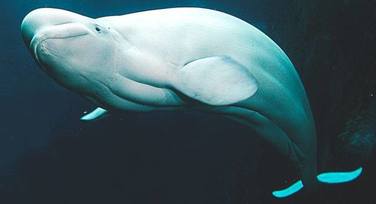 Ballena Beluga – Wikifaunia, tu enciclopedia de animales
