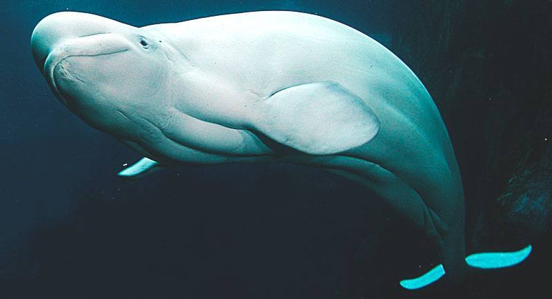 Ballena Beluga