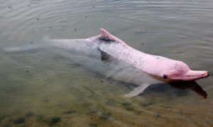 Delfin de río – Wikifaunia, tu enciclopedia de animales