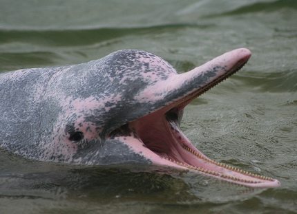 Delfin de río – Wikifaunia, tu enciclopedia de animales